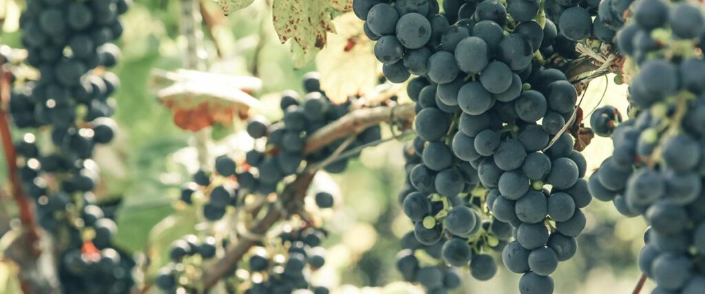 Grapes, French excellence! - Kanité Naturel